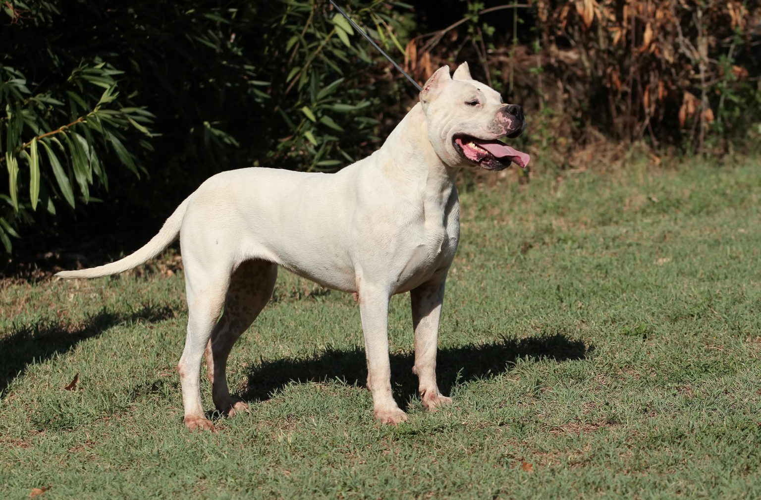 Dogo Argentino: Características da raça, fotos, temperamento, preço ...