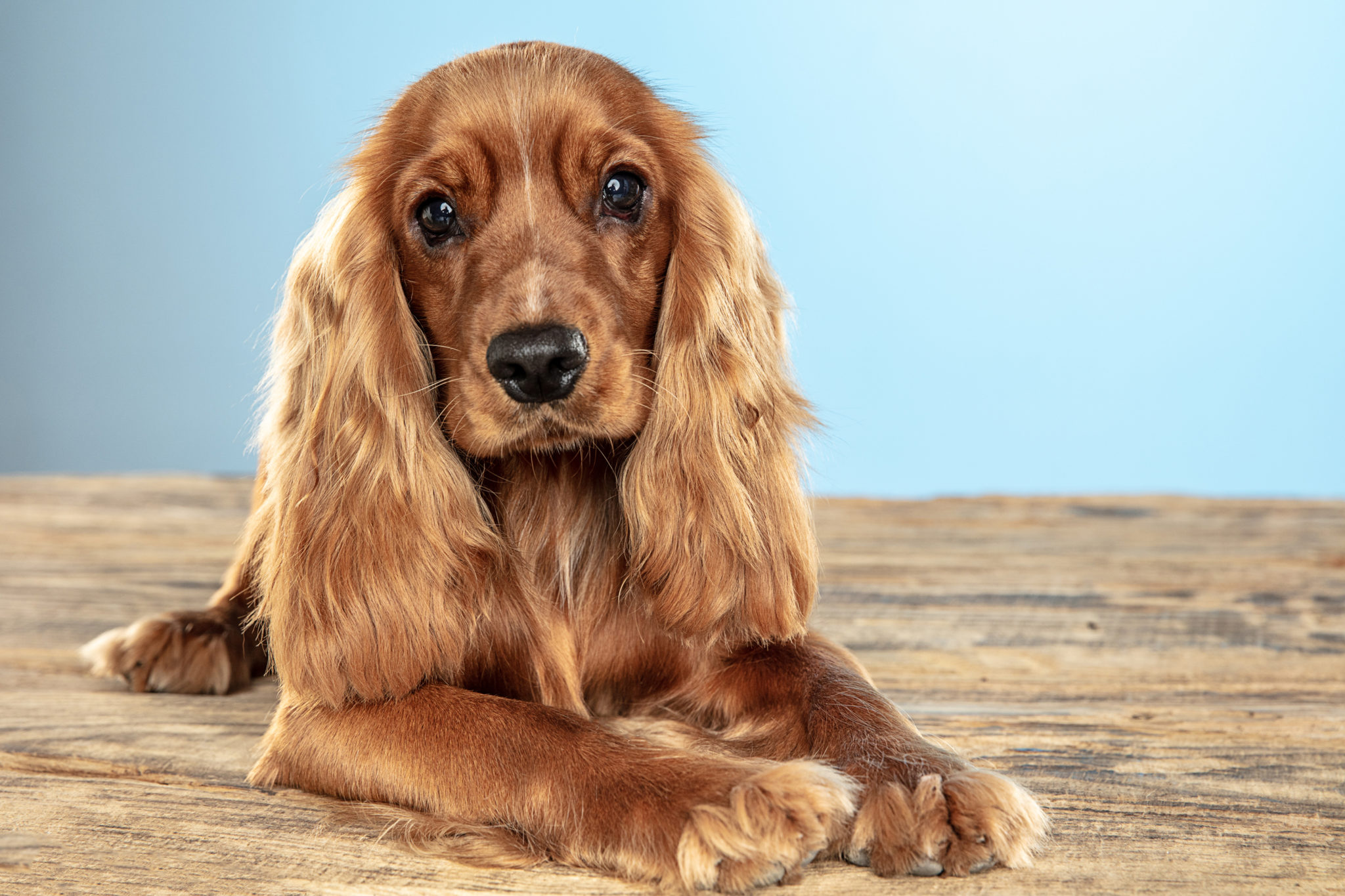 Cocker Spaniel e Cavalier King Spaniel: Quais as diferenças?